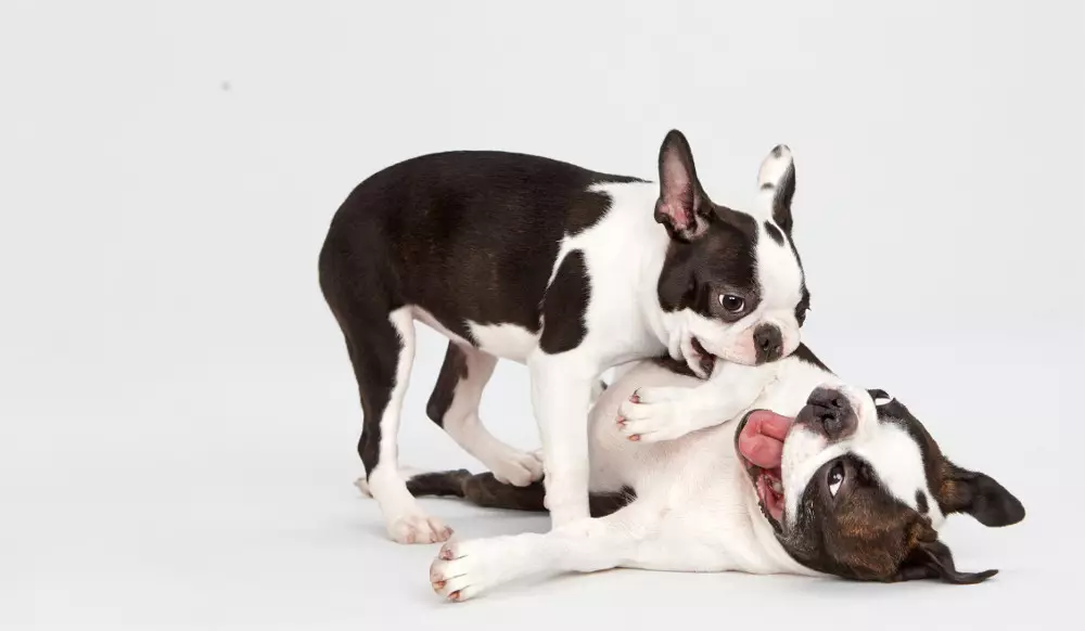 Shaina Fishman tarafından Köpek Fotoğrafçılığı