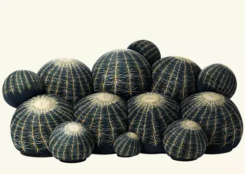 Cactus Seating por Maurizio Galante