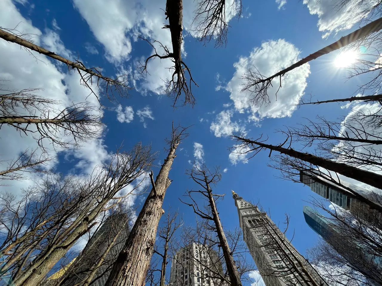 Maya Lin Anapanda 'Msitu wa Roho' Katikati ya Manhattan