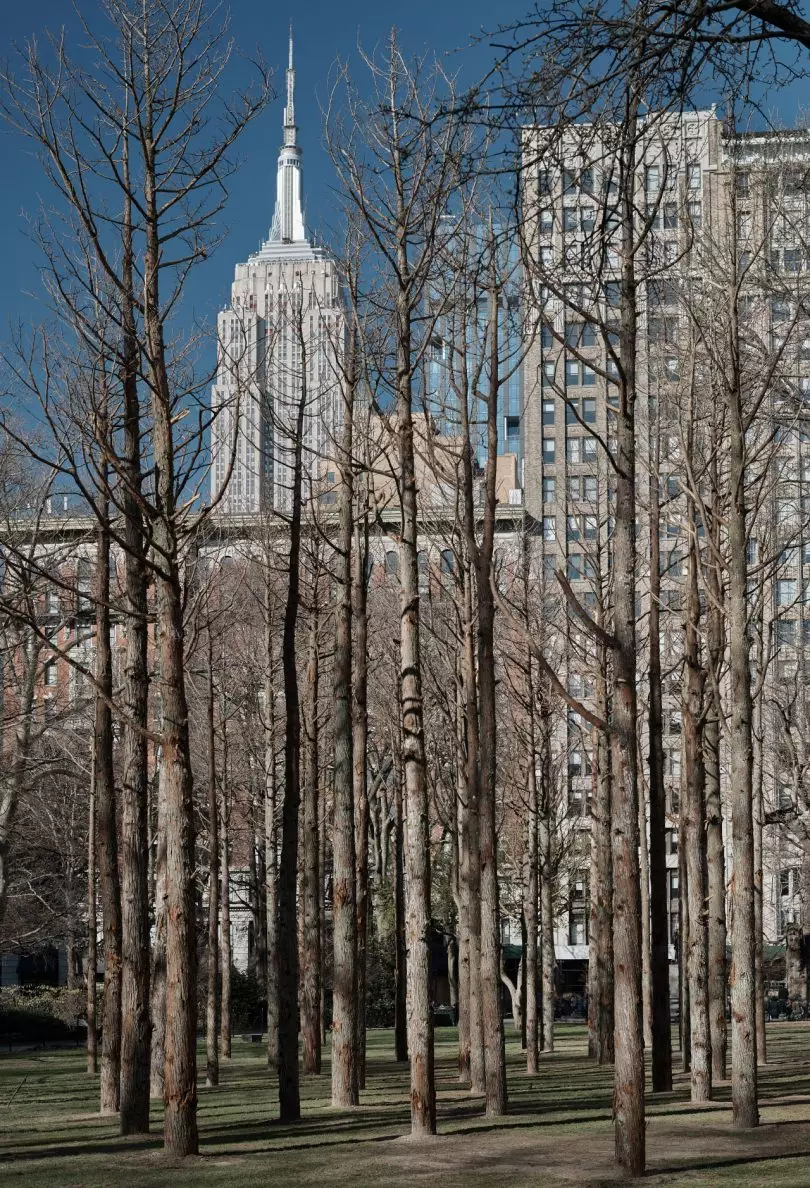 Ghost Forest yokhala ndi Empire State Building