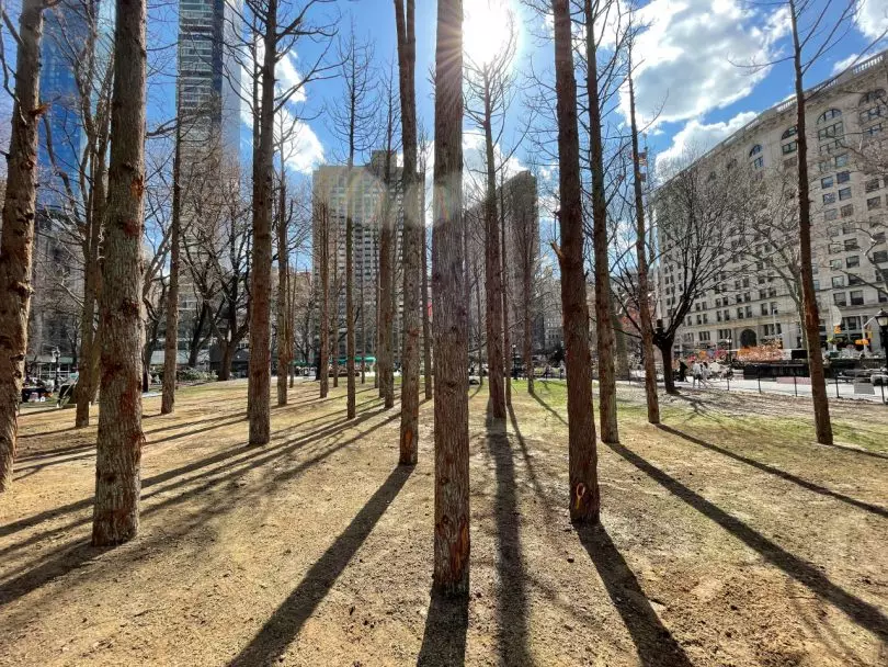 የ Ghost Forest ጥላዎች