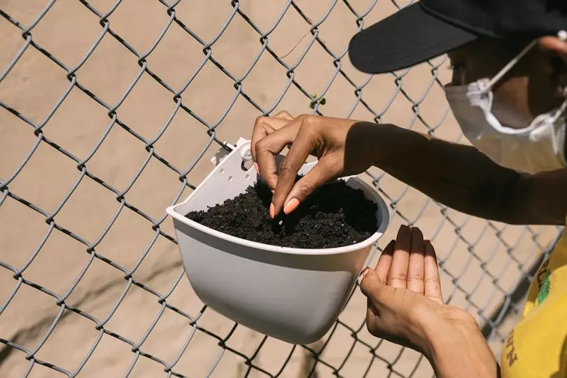 Plant Seads draait Chain Link Fence yn fertikale tunen